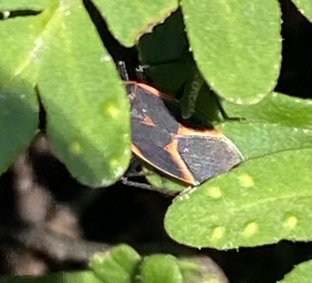Eastern Boxelder Bug from Red Mountain Park, Birmingham, AL, US on ...