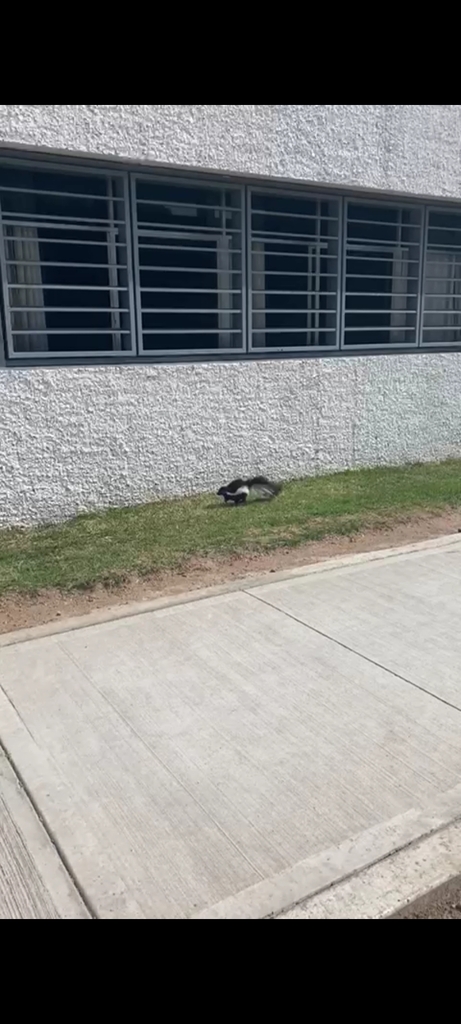 Hooded Skunk from Jesús María on March 07, 2024 at 12:19 PM by María ...
