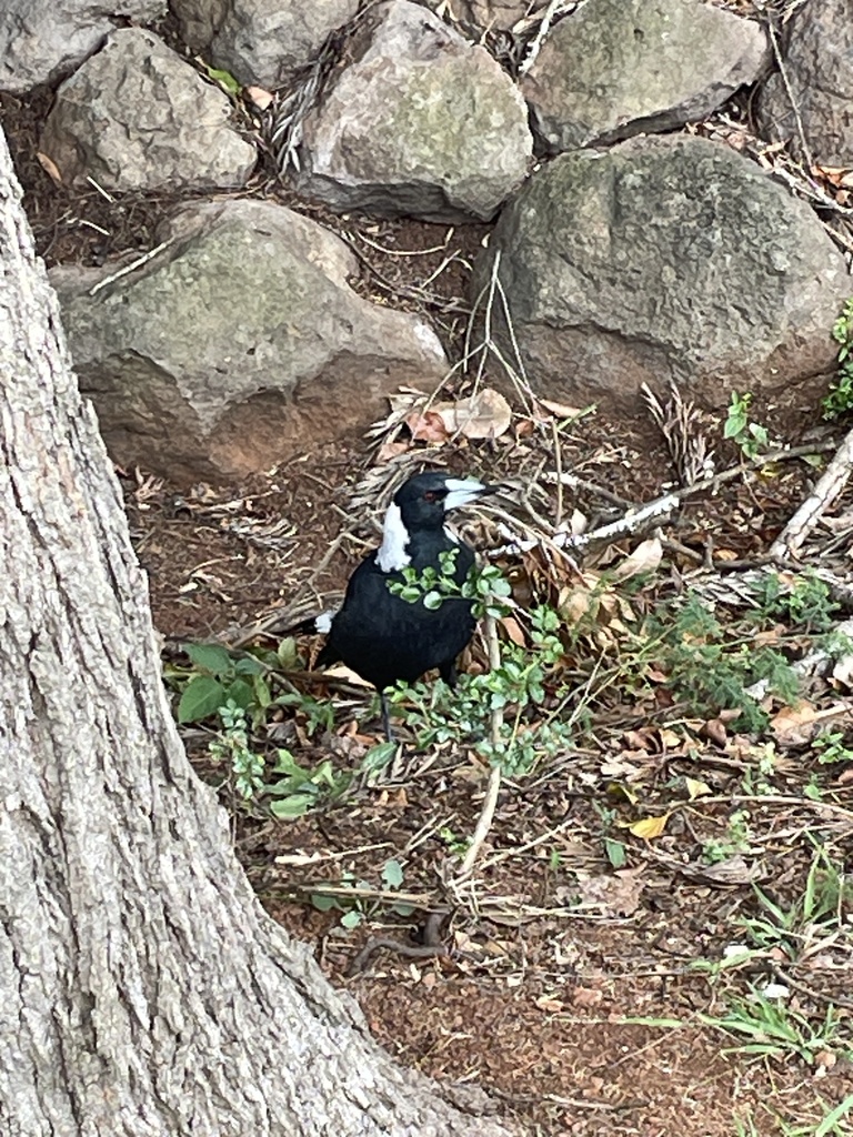 Australian Magpie from Queensland Agricultural Training Colleges ...
