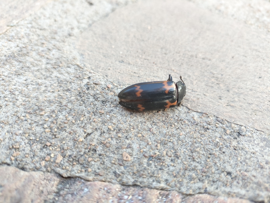 Megalodacne from Wedza, Zimbabwe on March 2, 2024 at 05:15 PM by Sarah ...