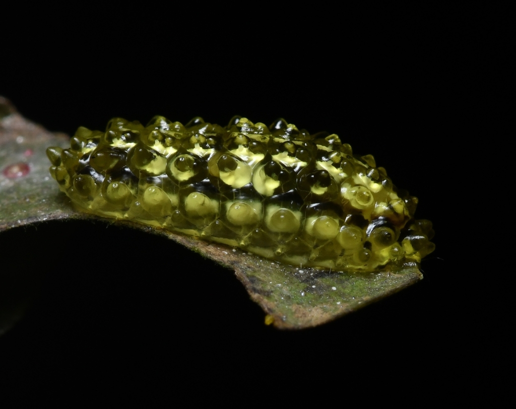 Jewel Caterpillar Moths from Princes Town Regional Corporation ...