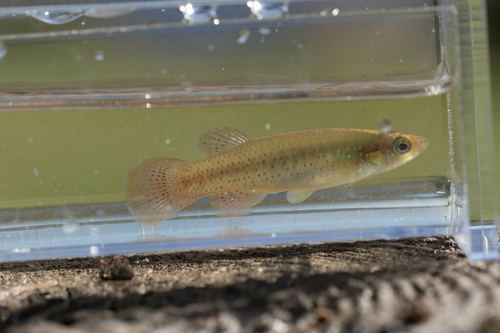 golden topminnow from Wakulla County, FL, USA on March 6, 2024 at 12:52 ...