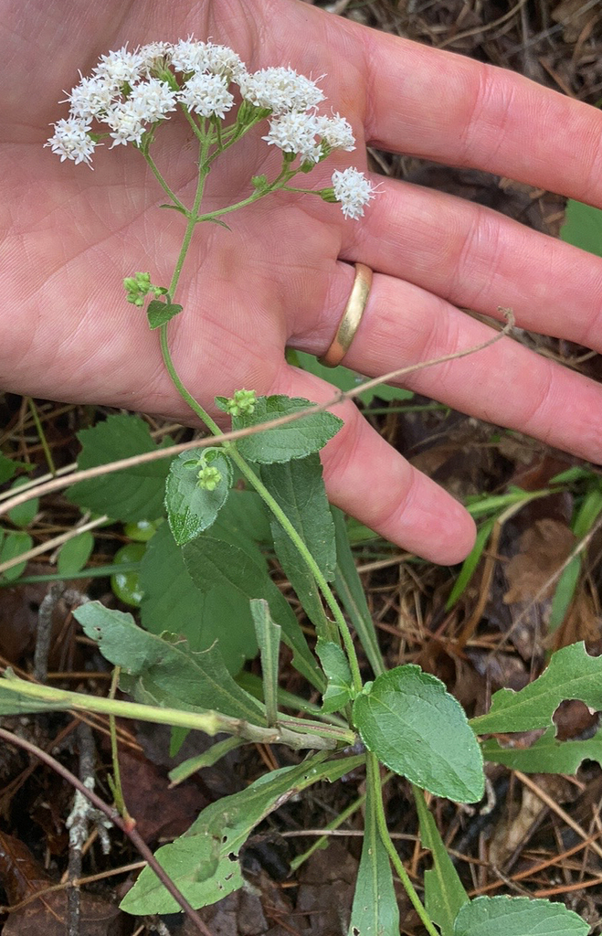smaller white snakeroot from Halifax County, VA, USA on September 27 ...