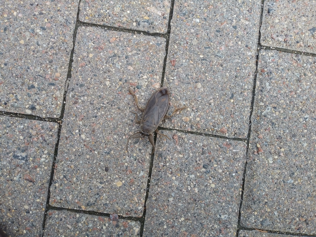 American Giant Water Bug from Oak St SE & Washington Ave SE ...