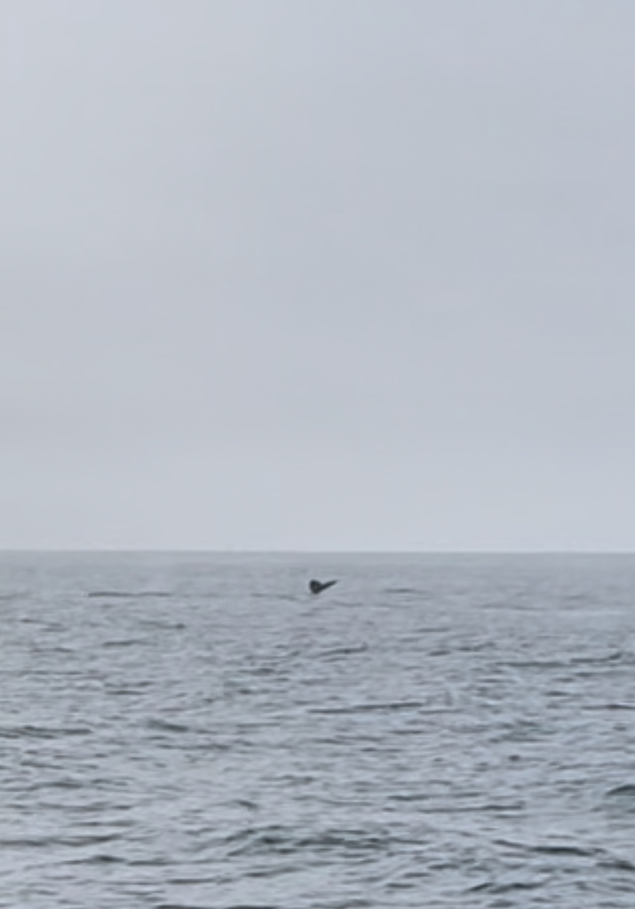 Grey Whale in March 2024 by Stella Raymond. Mottled pattern, heart ...