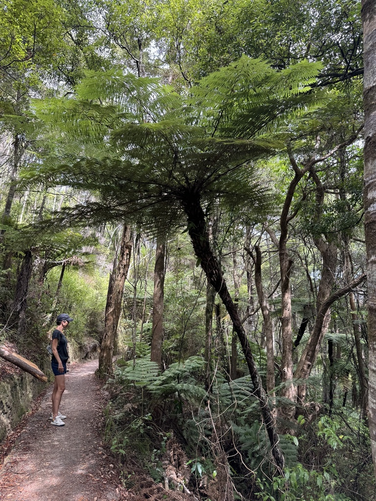 slender tree fern from North Island, Paihia, Northland, NZ on March 11 ...