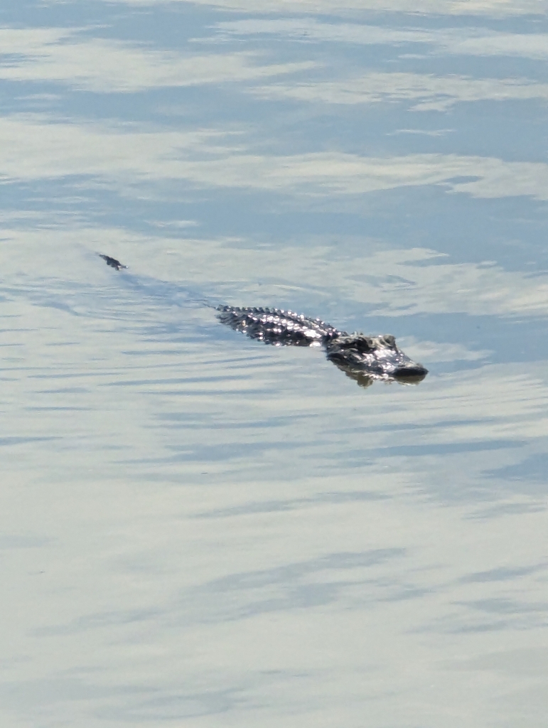 American Alligator from Carver, Waco, TX, USA on March 10, 2024 at 12: ...
