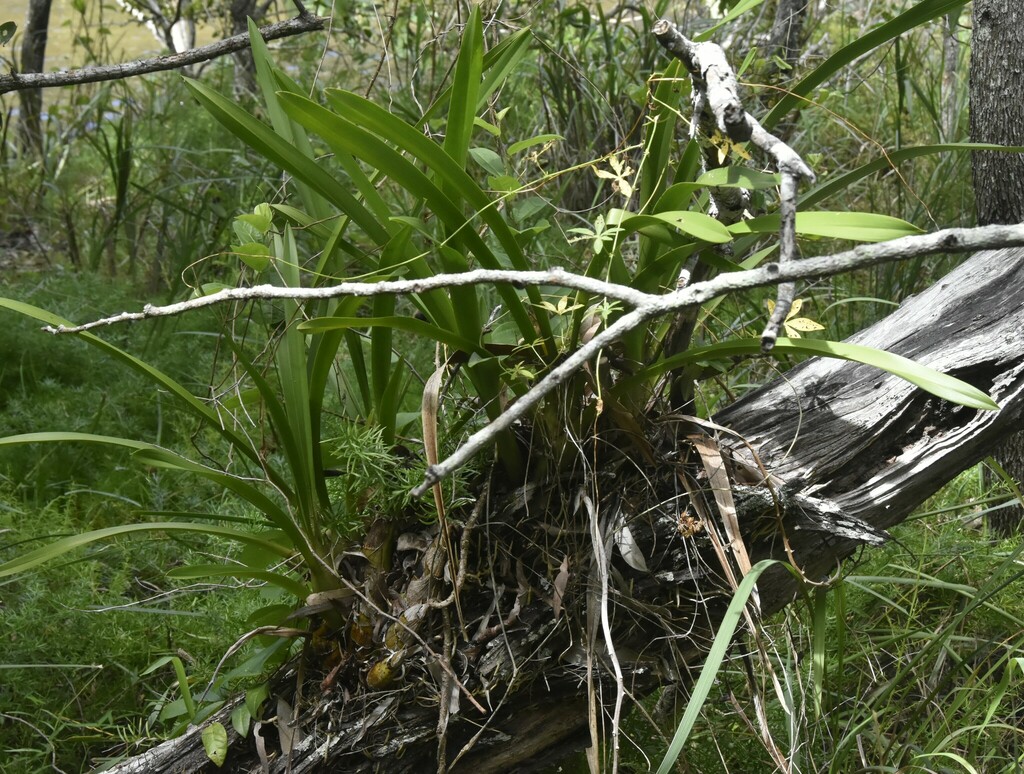 Arrowroot Orchid in March 2024 by Matthew Somerville · iNaturalist