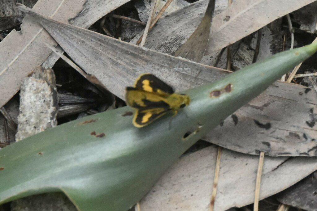 Yellow-banded Dart from Sunshine Coast QLD, Australia on March 11, 2024 ...