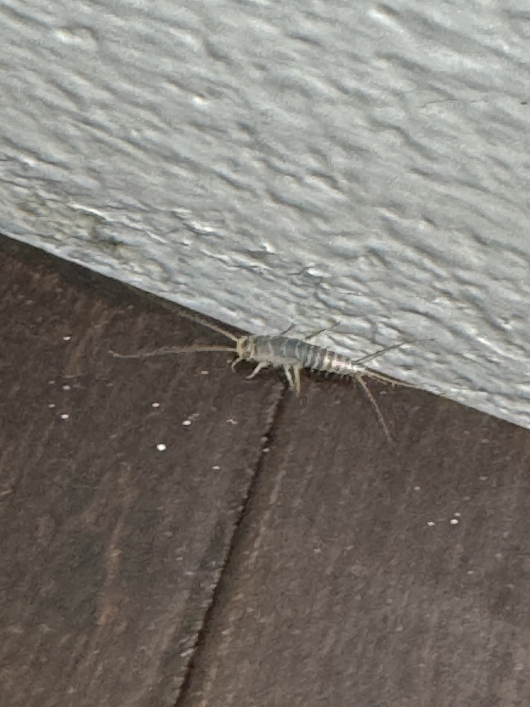 Long-tailed Silverfish from Green Ave, Los Alamitos, CA, US on March 10 ...