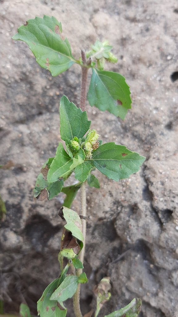 Five-Seeded Prostrate Starbur from Waterberg Mountain, ZA-NP-WA, ZA-NP ...