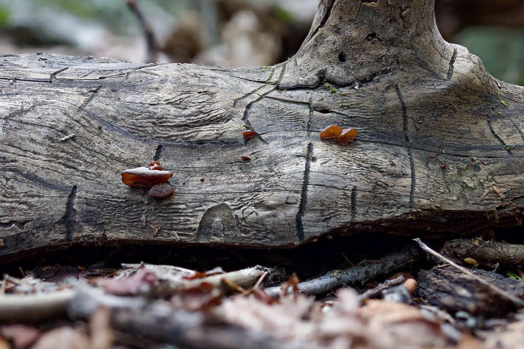 Jelly Tree Ear from Half Dome, Coulterville, CA, US on March 10, 2024 ...