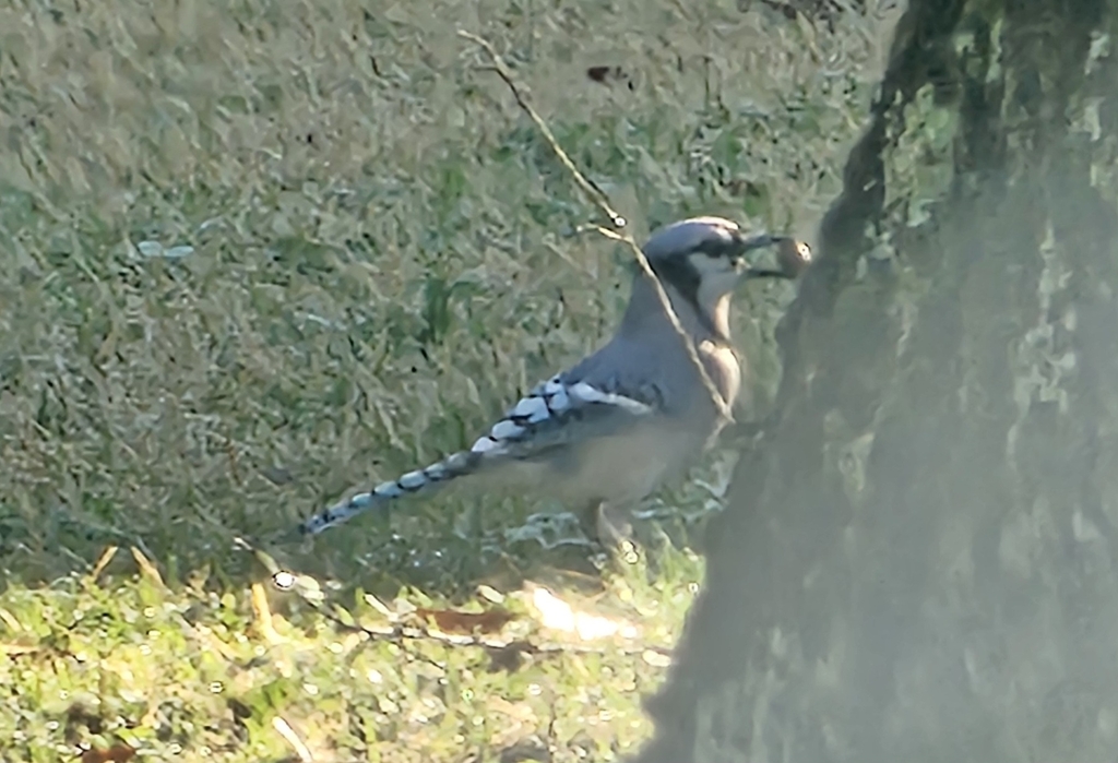 Blue Jay from Druid Hills, GA, USA on March 7, 2024 at 08:56 AM by ...