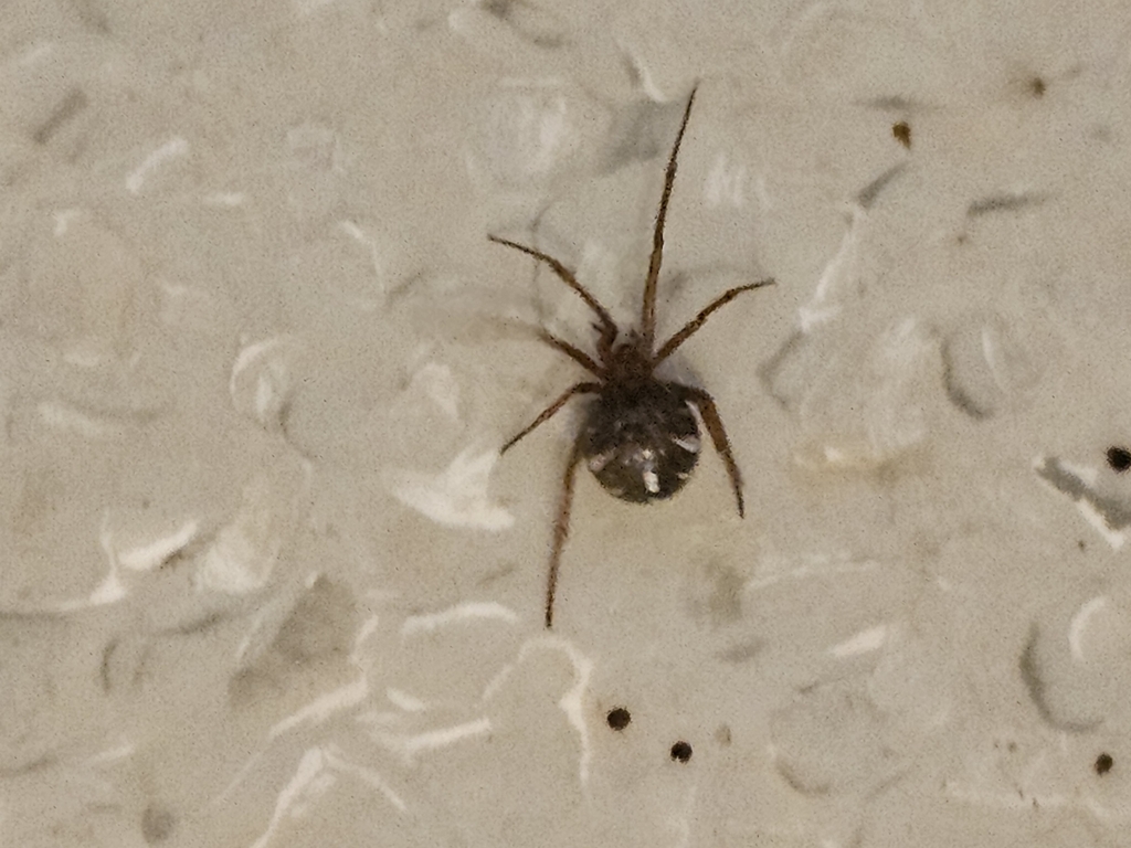 Cobweb Spiders from Bli Bli QLD 4560, Australia on March 10, 2024 at 10 ...