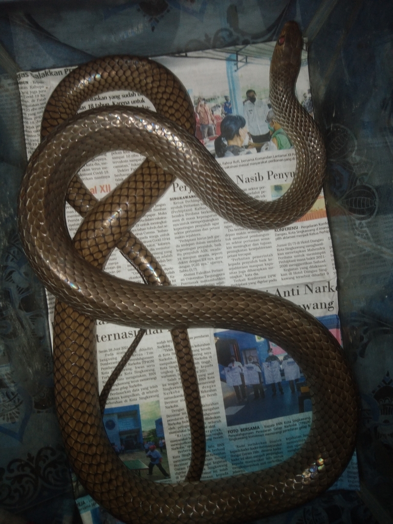 Indo-Chinese Rat Snake in July 2021 by dedy supriyadi. Ular ini ...