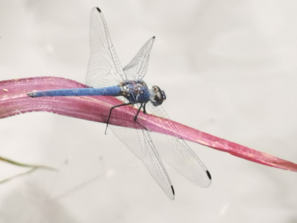 Highland Dropwing from Ehlanzeni District Municipality, South Africa on ...