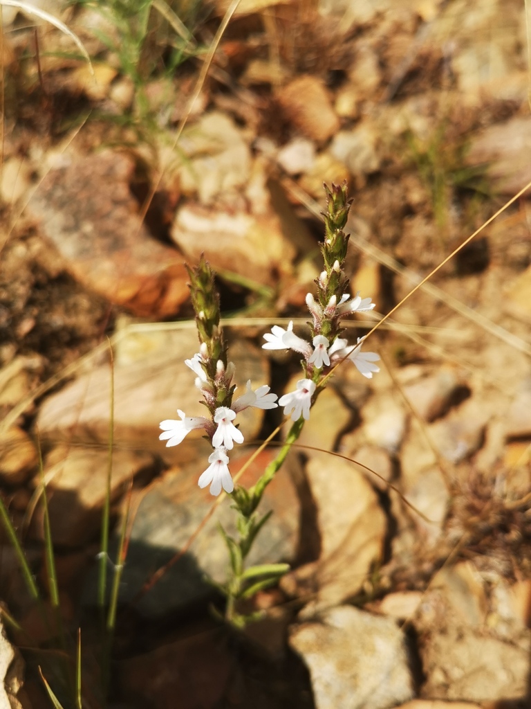 Small Pink Witchweed from Ehlanzeni District Municipality, South Africa ...