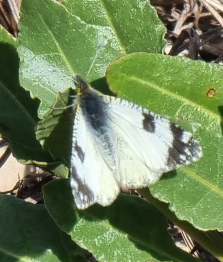 Western Dappled White from 30420 Cehegín, Murcia, Spain on March 11 ...