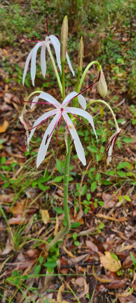 Swamplilies from Beaver Rock QLD 4650, Australia on March 5, 2024 at 12 ...