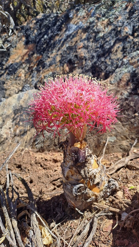 Poison-bulb from Cape Winelands, Western Cape, South Africa on March 7 ...