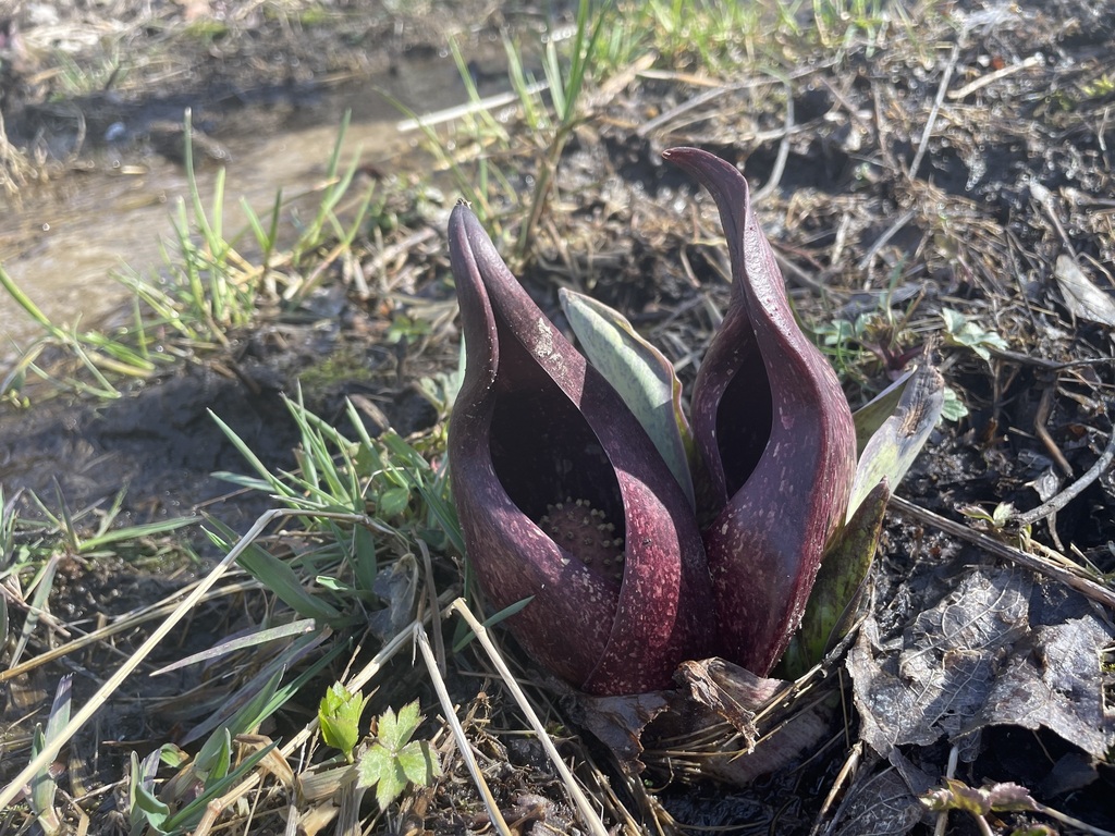 Eastern Skunk Cabbage from Linn County, IA, USA on March 10, 2024 at 03 ...