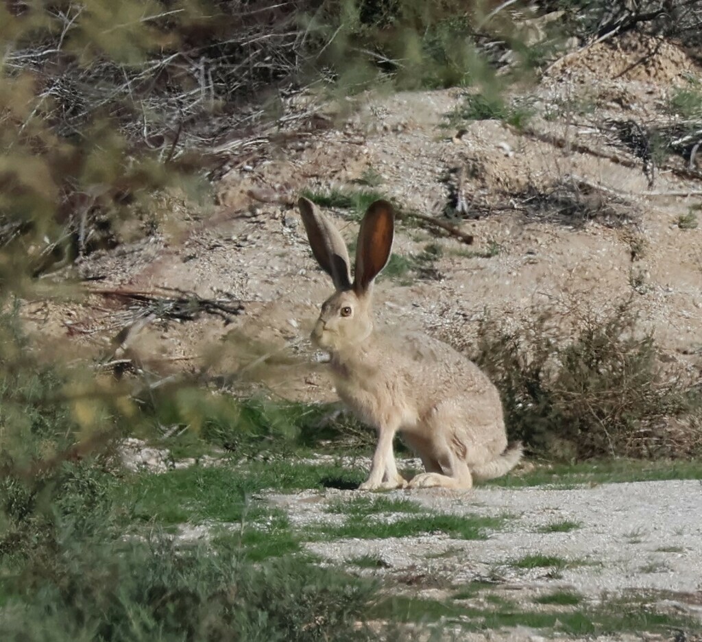 Black-tailed Jackrabbit from Borrego Springs, CA 92004, USA on March 4 ...