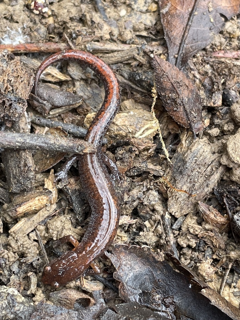 Southern Red-backed Salamander in March 2024 by Stephanie Risberg ...