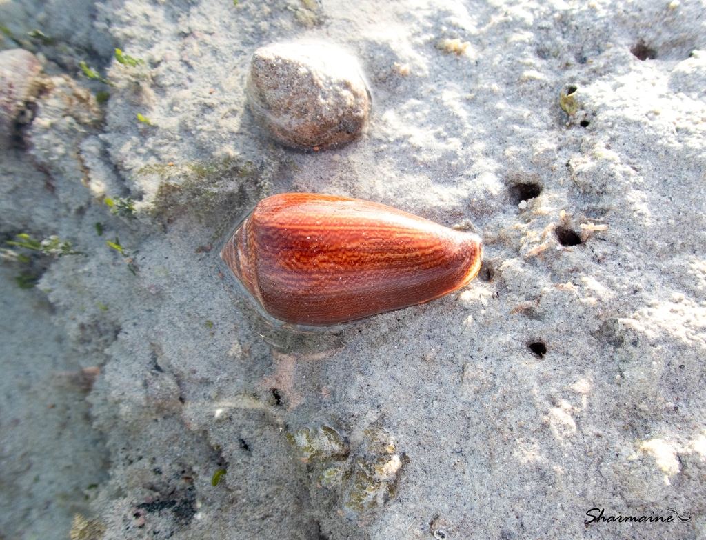 Queen Victoria Cone from Broome, AU-WA, AU on March 9, 2024 at 06:20 PM ...