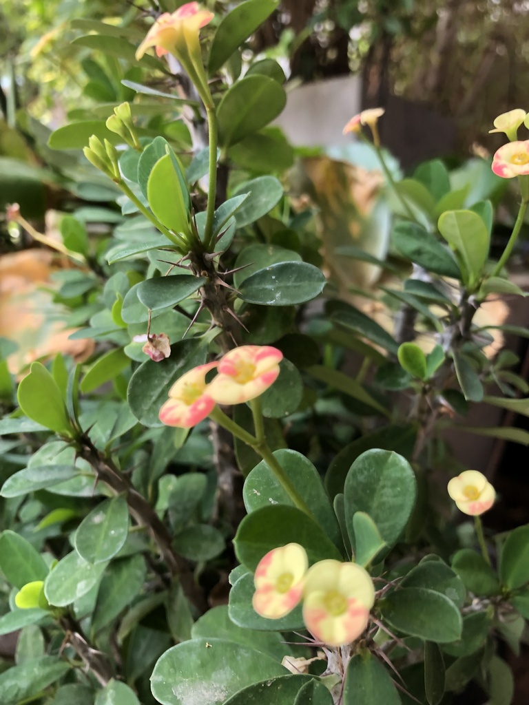 crown-of-thorns from Det Udom School, Det Udom, Ubon Ratchathani, TH on ...