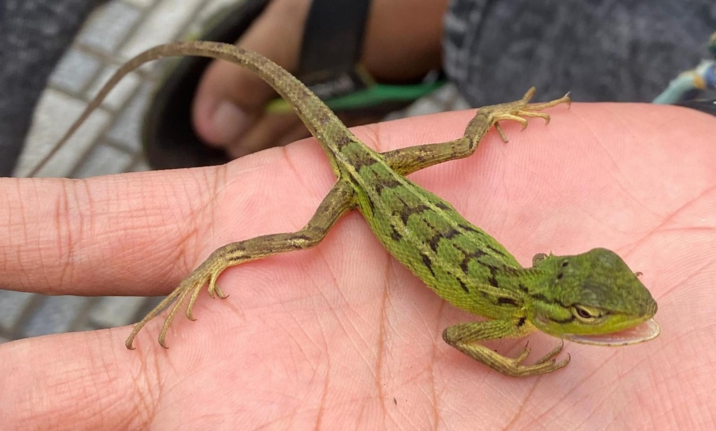 Oriental Garden Lizard from FC3X+RG2, Bandar Dalam, Kalianda, Kabupaten ...