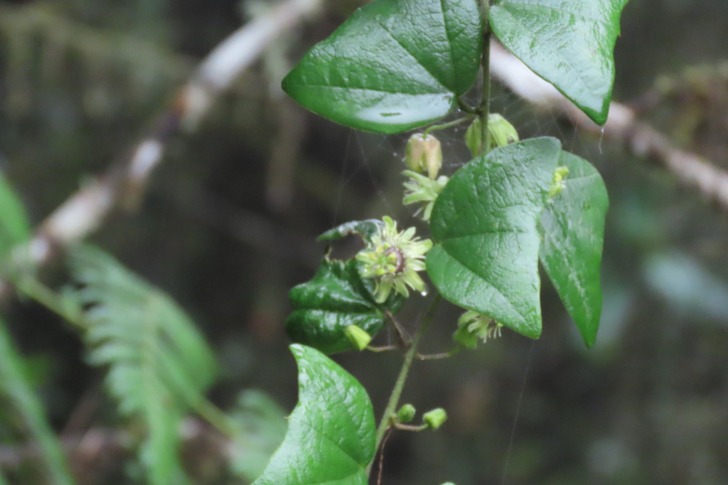 Passiflora inca from Nor Yungas, Bolivia on February 13, 2024 at 09:51 ...