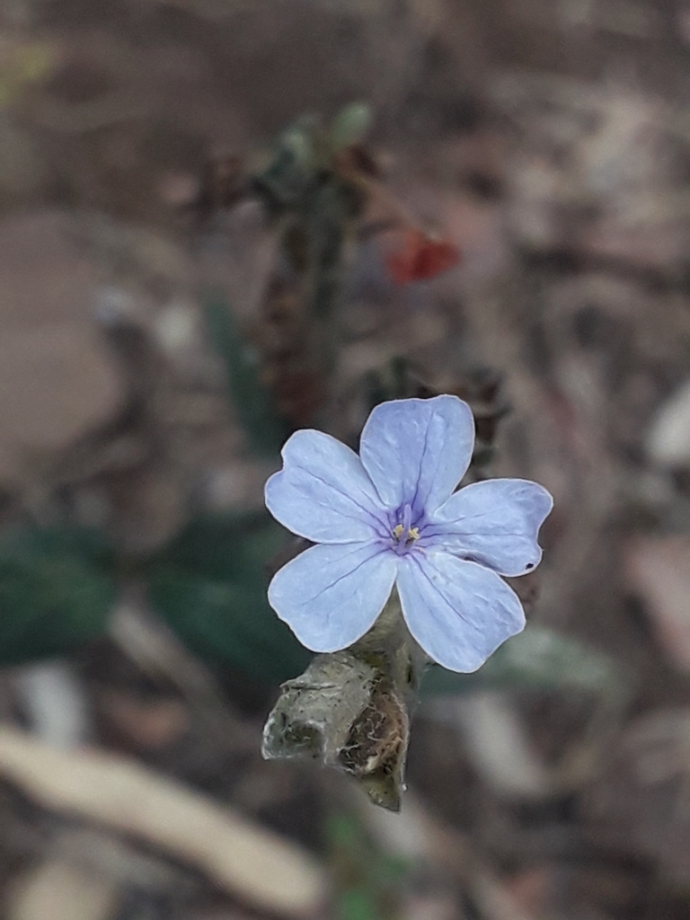 Eranthemum in March 2024 by parmar subhash · iNaturalist