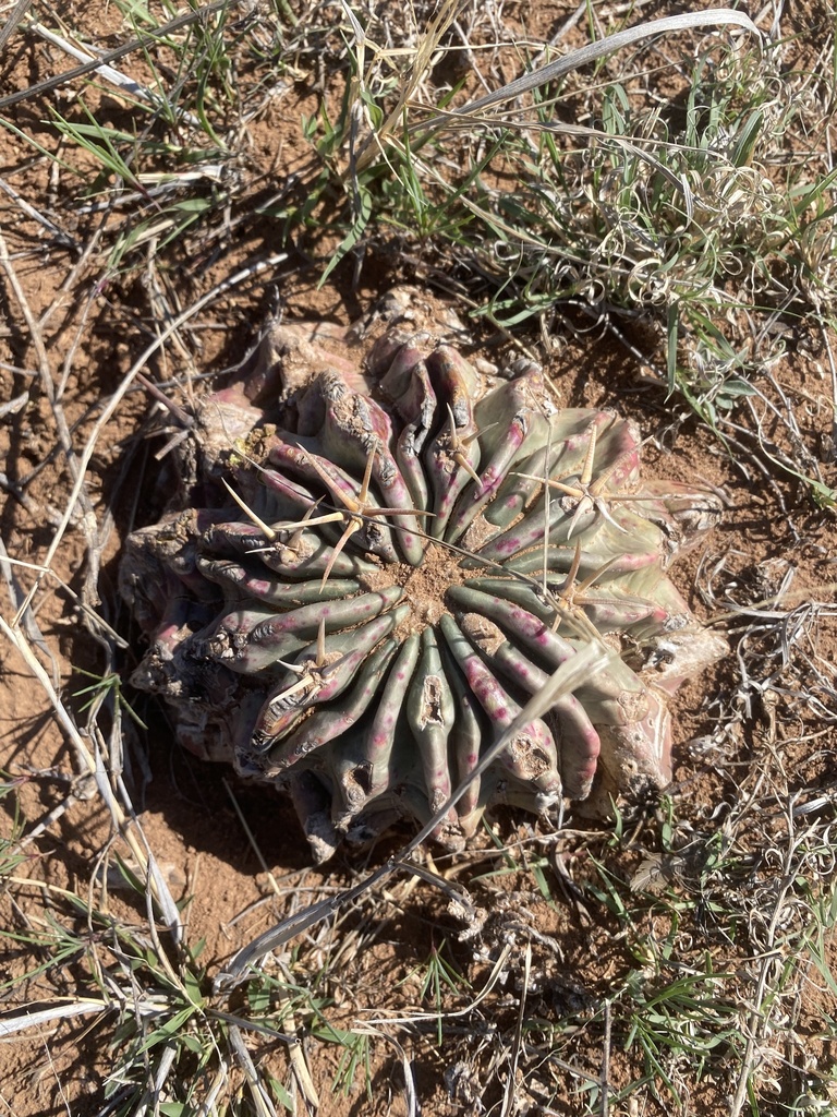 Horse Crippler Cactus from Silverton, TX, US on March 10, 2024 at 12:00 ...