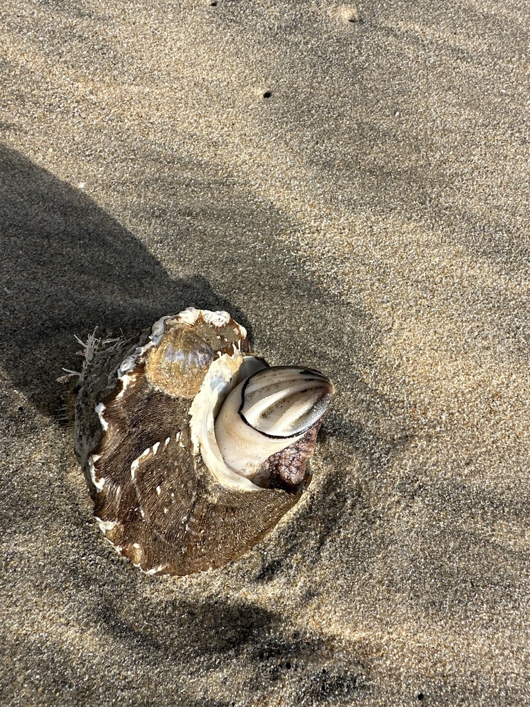 Wavy Turban from Tijuana Slough National Wildlife Refuge, Imperial ...