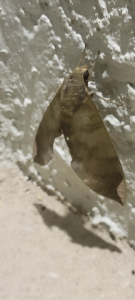 Fig Sphinx from Naples, FL 34110, USA on March 9, 2024 at 08:28 PM by hjellybean327 · iNaturalist