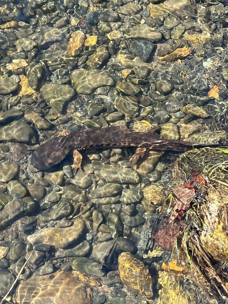 Eastern Hellbender in March 2024 by Drew Scott. Not my pictures but ...