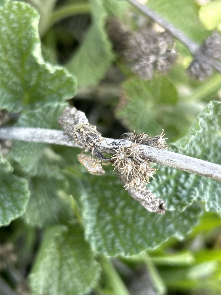 African Cluster Bug from Carrizo Plain National Monument, Santa ...