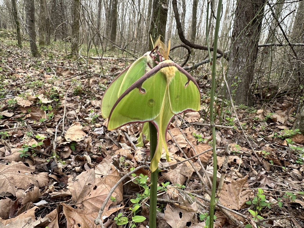 North American Luna Moth from Windyke-Southwind, Memphis, TN, US on ...