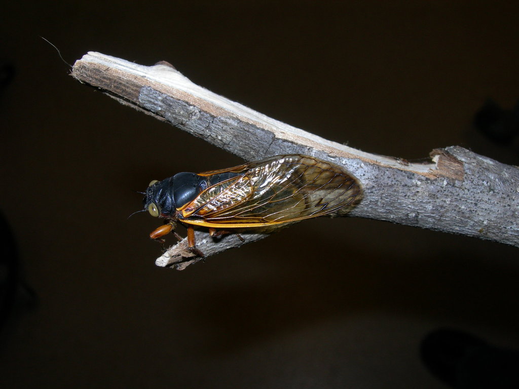 Pharaoh Cicada from Mayodan, Rockingham Co., NC on June 03, 2013 by ...