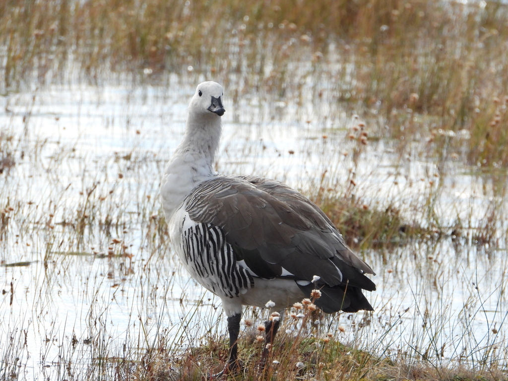 Upland Goose in February 2024 by Jenny Pansing. 8366 8365ex · iNaturalist