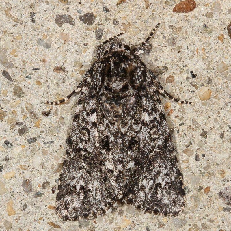 Night-wandering Dagger from Newburyport, MA, USA on June 8, 2012 by Bo ...