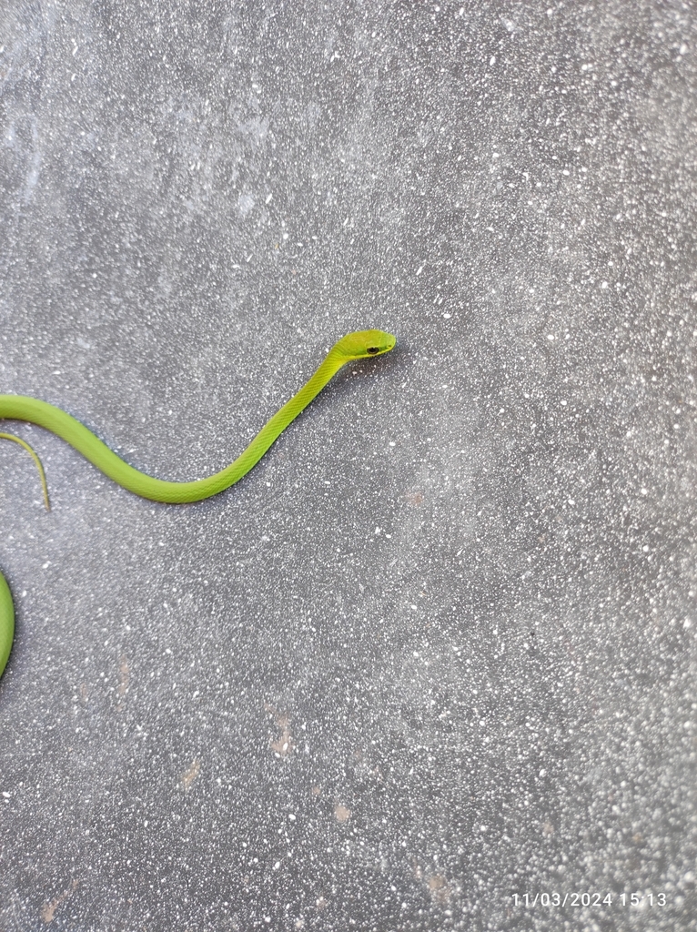 Lichtenstein's Green Racer from Salobrinho, Ilhéus - BA, Brasil on ...