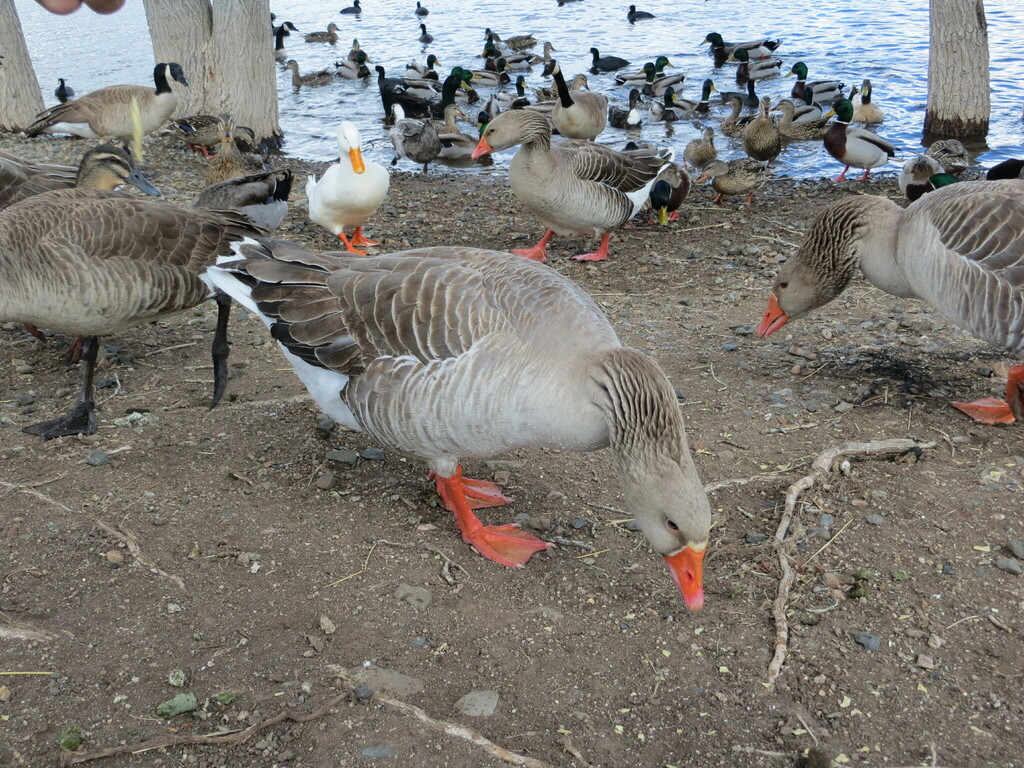 Domestic Greylag Goose from Watson Lake, Prescott, AZ 86301, USA on ...