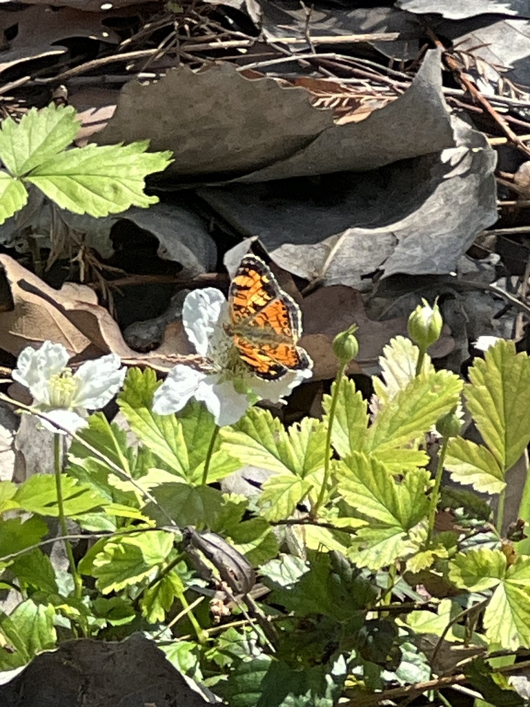 Pearl Crescent from Texas Discovery Gardens, Dallas, TX, US on March 11 ...