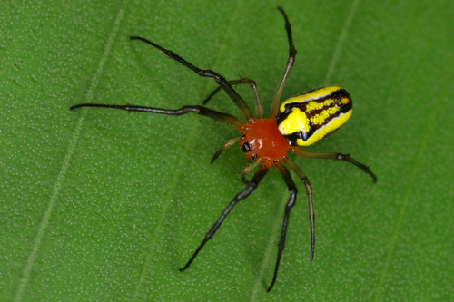 Alpaida championi · iNaturalist