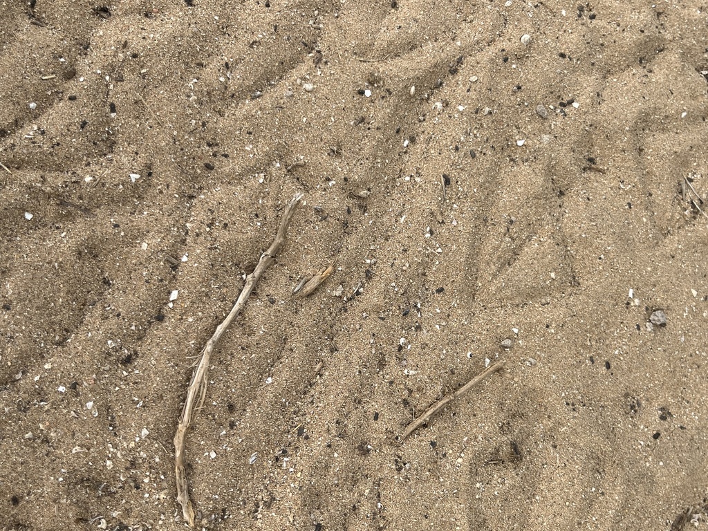 Snakes and Lizards from Phillip Island, Cape Woolamai, VIC, AU on March ...