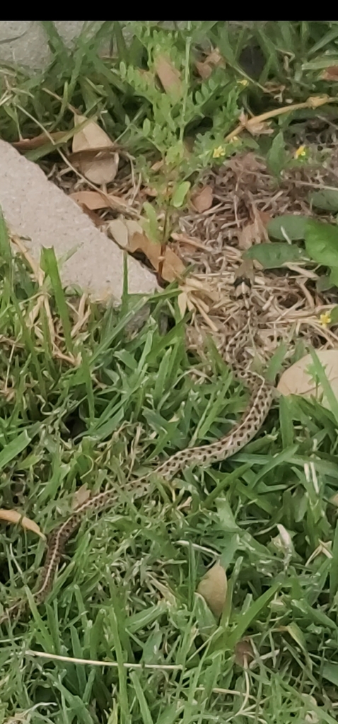 Checkered Garter Snake from Beeville, TX 78102, USA on March 11, 2024 ...