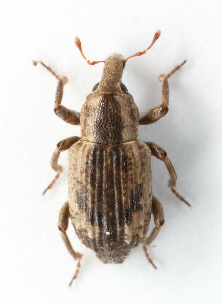 Rice Water Weevil in March 2024 by Chris Rorabaugh · iNaturalist