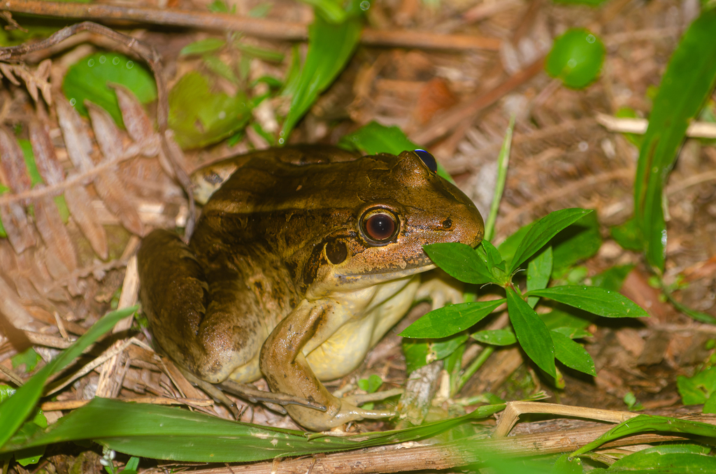 Criolla Frog from FXX4+5X Reserva Kaetés - IMD - Limoeiro, Castelo - ES ...