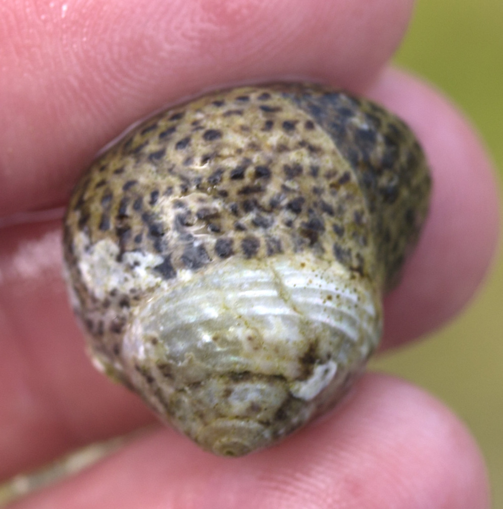 Snail id | Reef2Reef